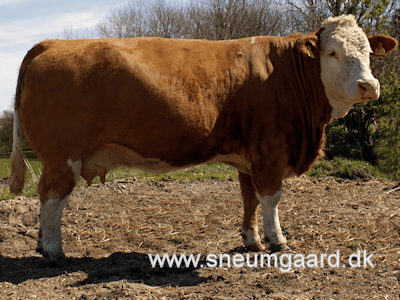 Sold females Sneumgaard Pedigree Simmental Denmark