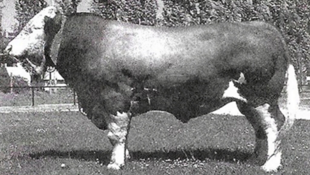 Peno - Sneumgaard Pedigree Simmentals
