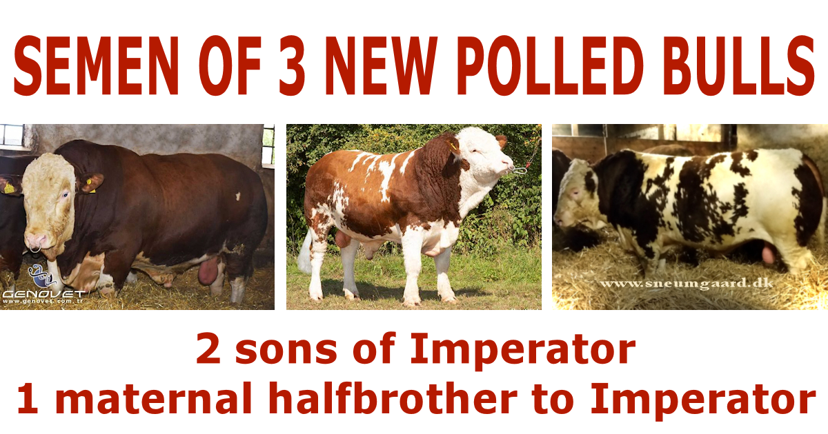 semen of 3 new polled bulls - Sneumgaard Pedigree Simmentals