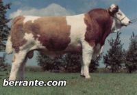 Sneumgaard Ruth - Sneumgaard Pedigree Simmentals