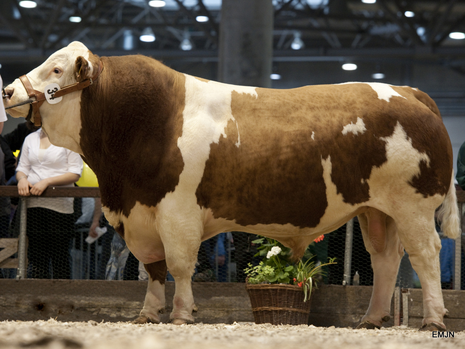 Sneumgaard Twist PP - Sneumgaard Pedigree Simmentals