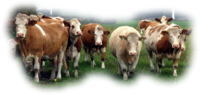 Simmental Fleckvieh Denmark